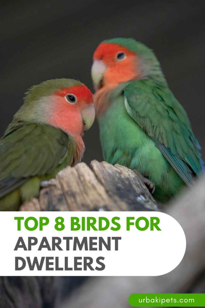 Meet the Top 8 Birds for Apartment Dwellers – Urbaki Pets