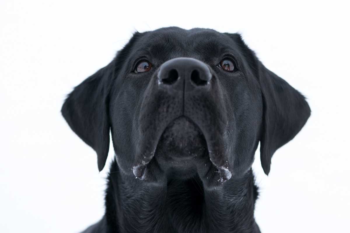 Unleashed Truth: 14 Telltale Signs Your Dog Doesn’t Love You – Urbaki Pets