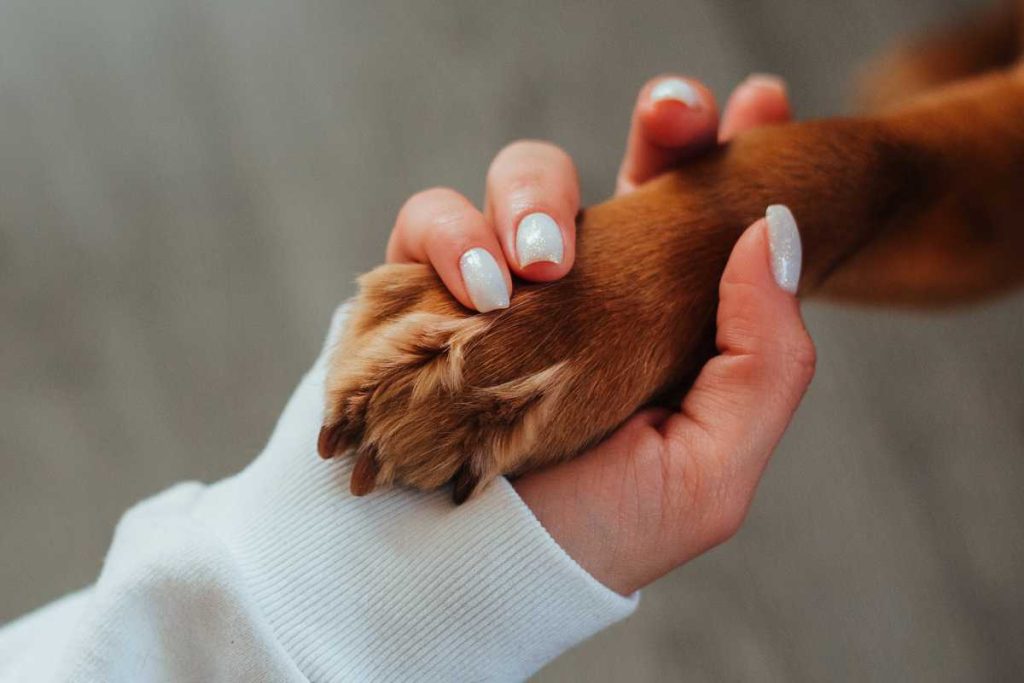 Unleashed Truth: 14 Telltale Signs Your Dog Doesn’t Love You – Urbaki Pets