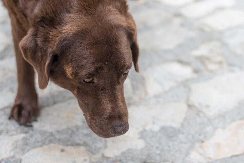 Unleashed Truth: 14 Telltale Signs Your Dog Doesn’t Love You – Urbaki Pets