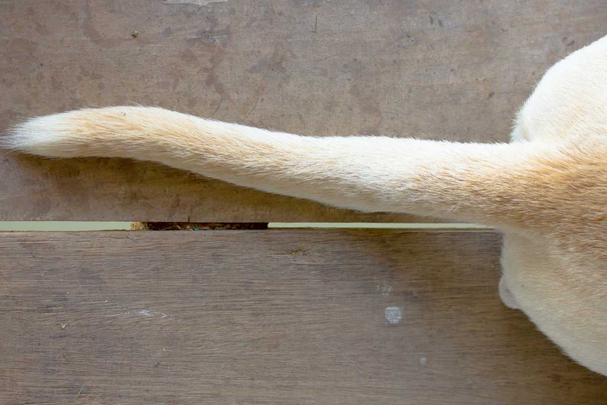 Unleashed Truth: 14 Telltale Signs Your Dog Doesn’t Love You – Urbaki Pets