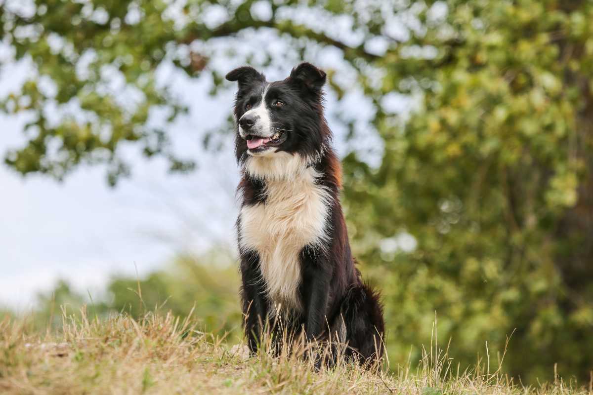 Unleashed Truth: 14 Telltale Signs Your Dog Doesn’t Love You – Urbaki Pets