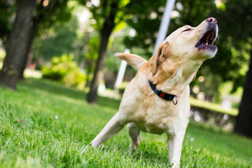 Unleashed Truth: 14 Telltale Signs Your Dog Doesn’t Love You – Urbaki Pets