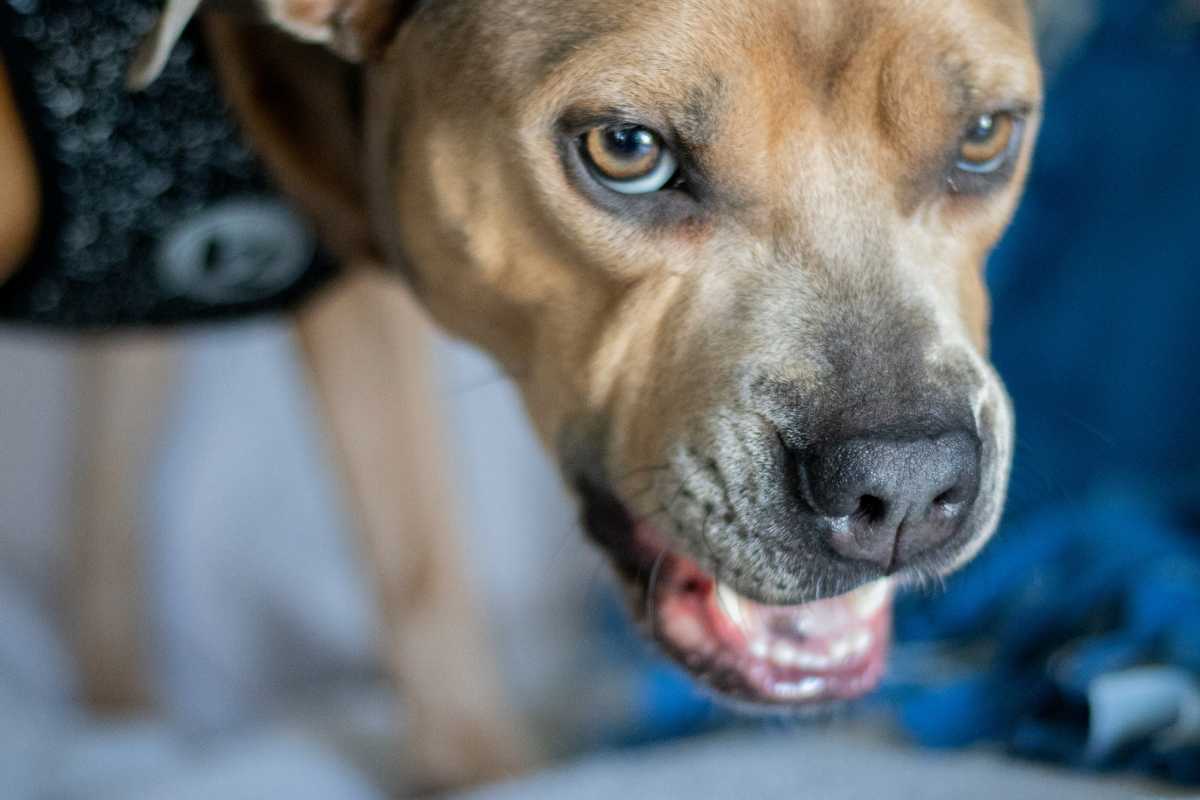 Unleashed Truth: 14 Telltale Signs Your Dog Doesn’t Love You – Urbaki Pets