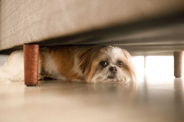 Unleashed Truth: 14 Telltale Signs Your Dog Doesn’t Love You – Urbaki Pets