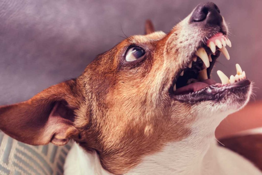 Unleashed Truth: 14 Telltale Signs Your Dog Doesn’t Love You – Urbaki Pets