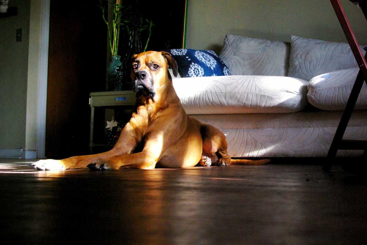 Unleashed Truth: 14 Telltale Signs Your Dog Doesn’t Love You – Urbaki Pets