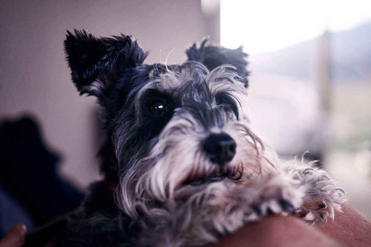 Unleashed Truth: 14 Telltale Signs Your Dog Doesn’t Love You – Urbaki Pets