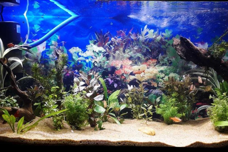Aquarium Harmony: Discover the Top 10 Community Fish for Your Tank ...