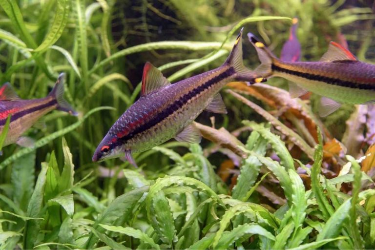 Aquarium Harmony: Discover the Top 10 Community Fish for Your Tank ...
