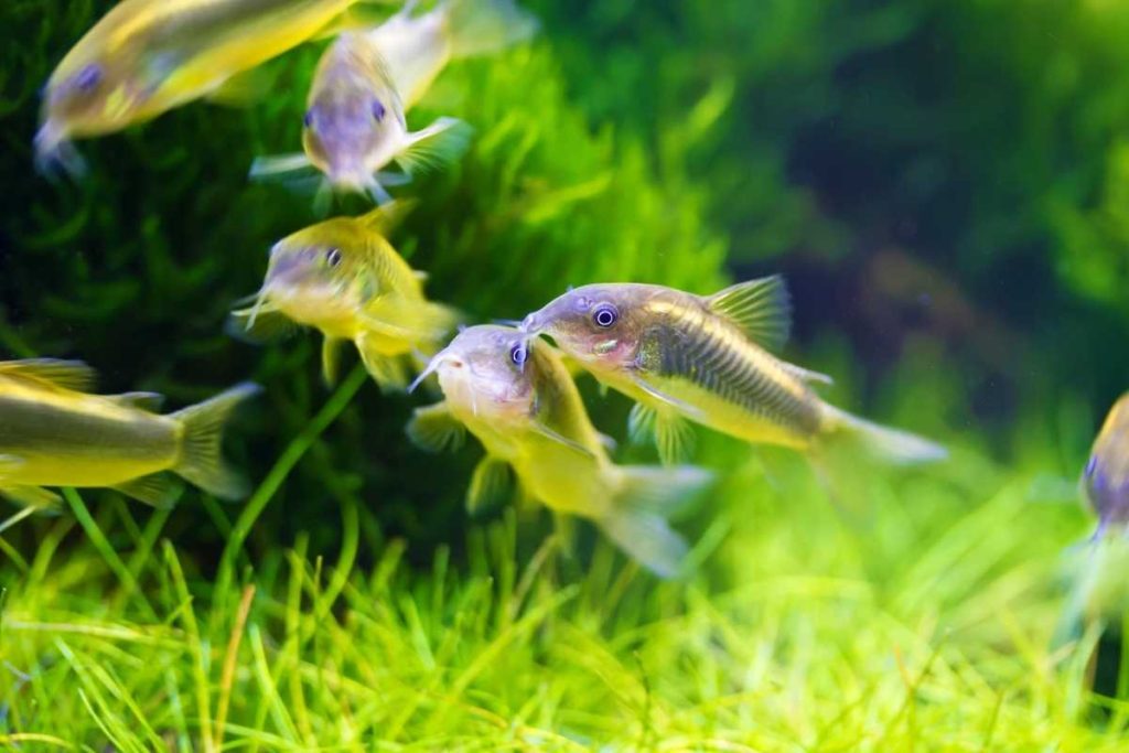 Aquarium Harmony: Discover the Top 10 Community Fish for Your Tank ...