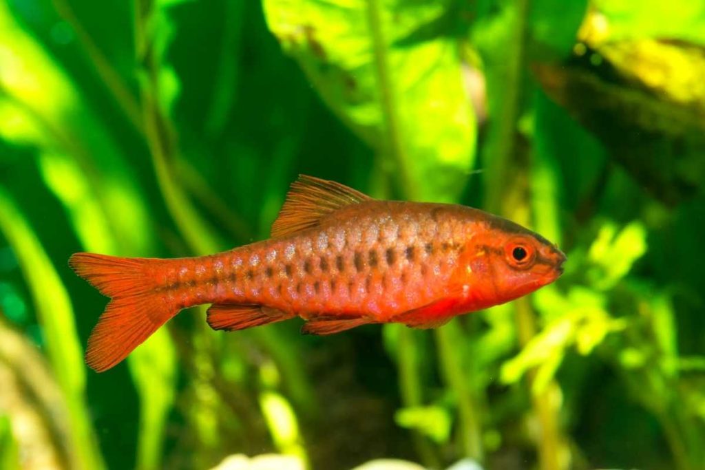 Aquarium Harmony: Discover the Top 10 Community Fish for Your Tank ...