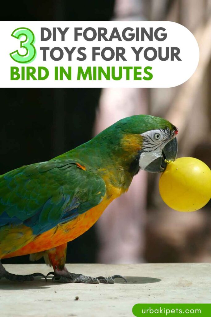 Feathered Fun: 3 DIY Foraging Toys for Your Bird in Minutes – Urbaki Pets
