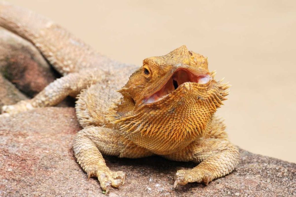 Discovering the Top 5 Engaging Pet Reptiles That Make Perfect ...