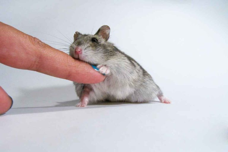 Adorable Tricks You Can Teach Your Hamster – Urbaki Pets