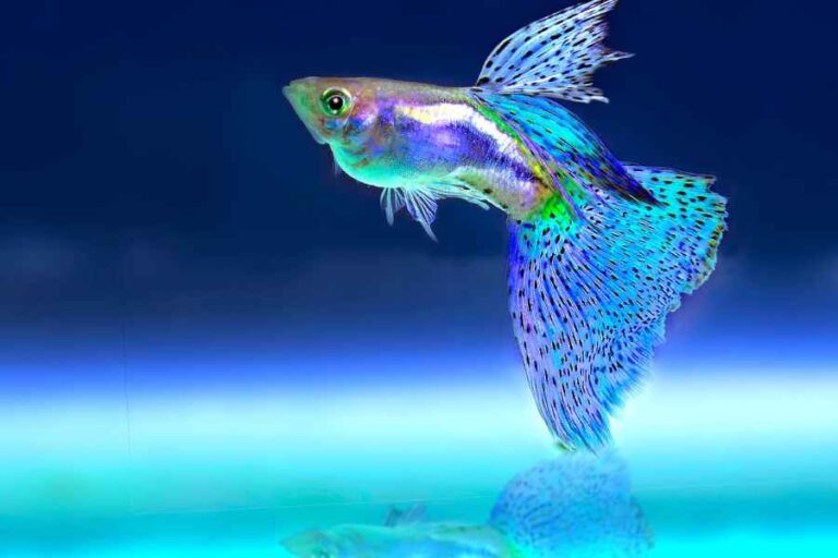 Fish Talk: 4 Things Your New Fish is Trying to Tell You – Urbaki Pets
