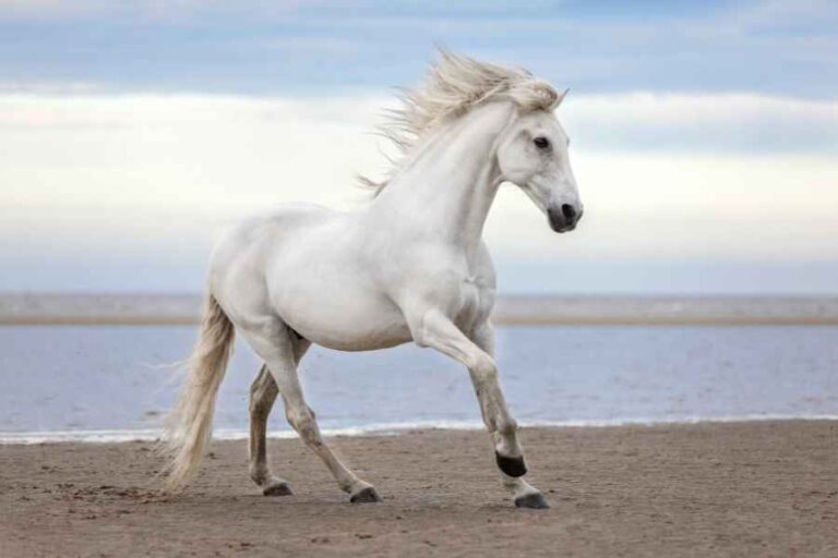 Stable Safety: 5 Tips for Safely Handling Your Horse’s Legs – Urbaki Pets
