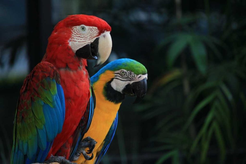 Feathered Friends: Discover If Macaws Make Good Pets – Urbaki Pets