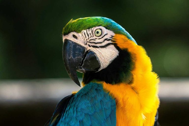 Feathered Friends: Discover If Macaws Make Good Pets – Urbaki Pets