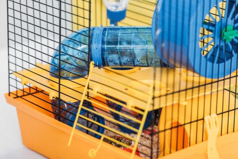 How to Build Cool Homes for Hamster – Urbaki Pets