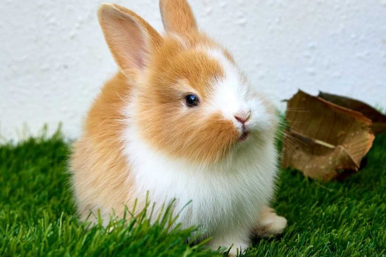 Hopping with Joy: Why Rabbits are the Best Pets for Pet Lovers ...