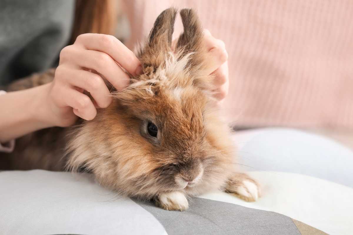Hopping with Joy: Why Rabbits are the Best Pets for Pet Lovers ...