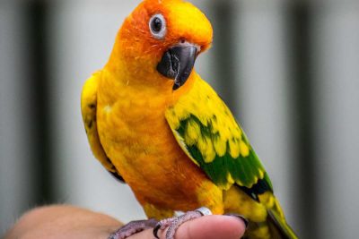Tweet Your Way to Success: Three Tricks Every Bird Should Master ...