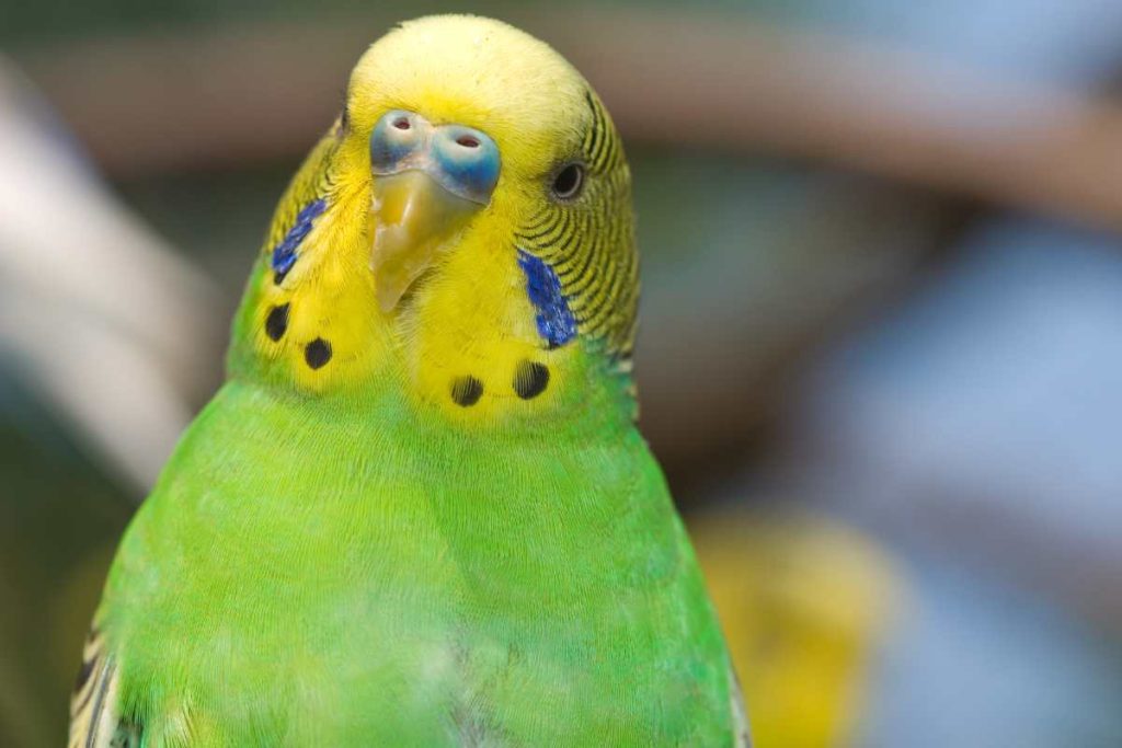 Tweet Your Way to Success: Three Tricks Every Bird Should Master ...