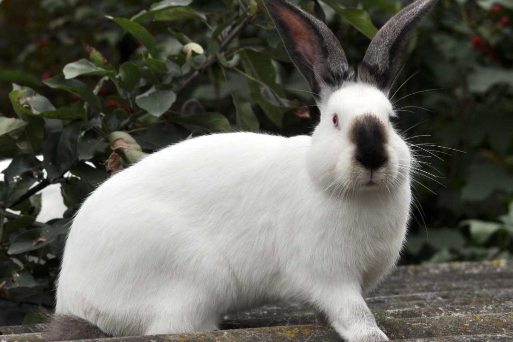 Why do Rabbits Sneeze and How to Help Them? – Urbaki Pets