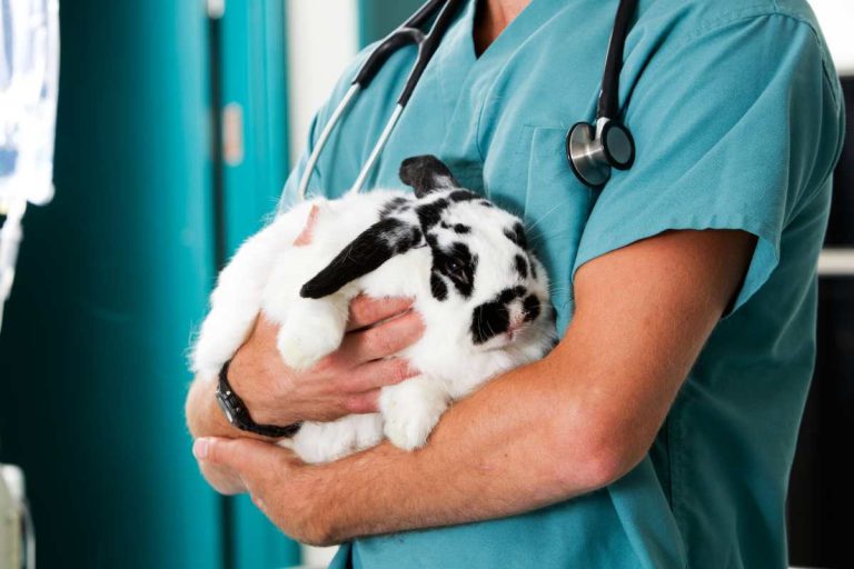 Why do Rabbits Sneeze and How to Help Them? – Urbaki Pets