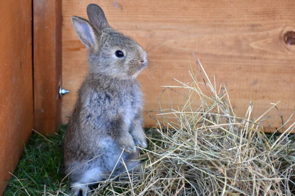 Why do Rabbits Sneeze and How to Help Them? – Urbaki Pets