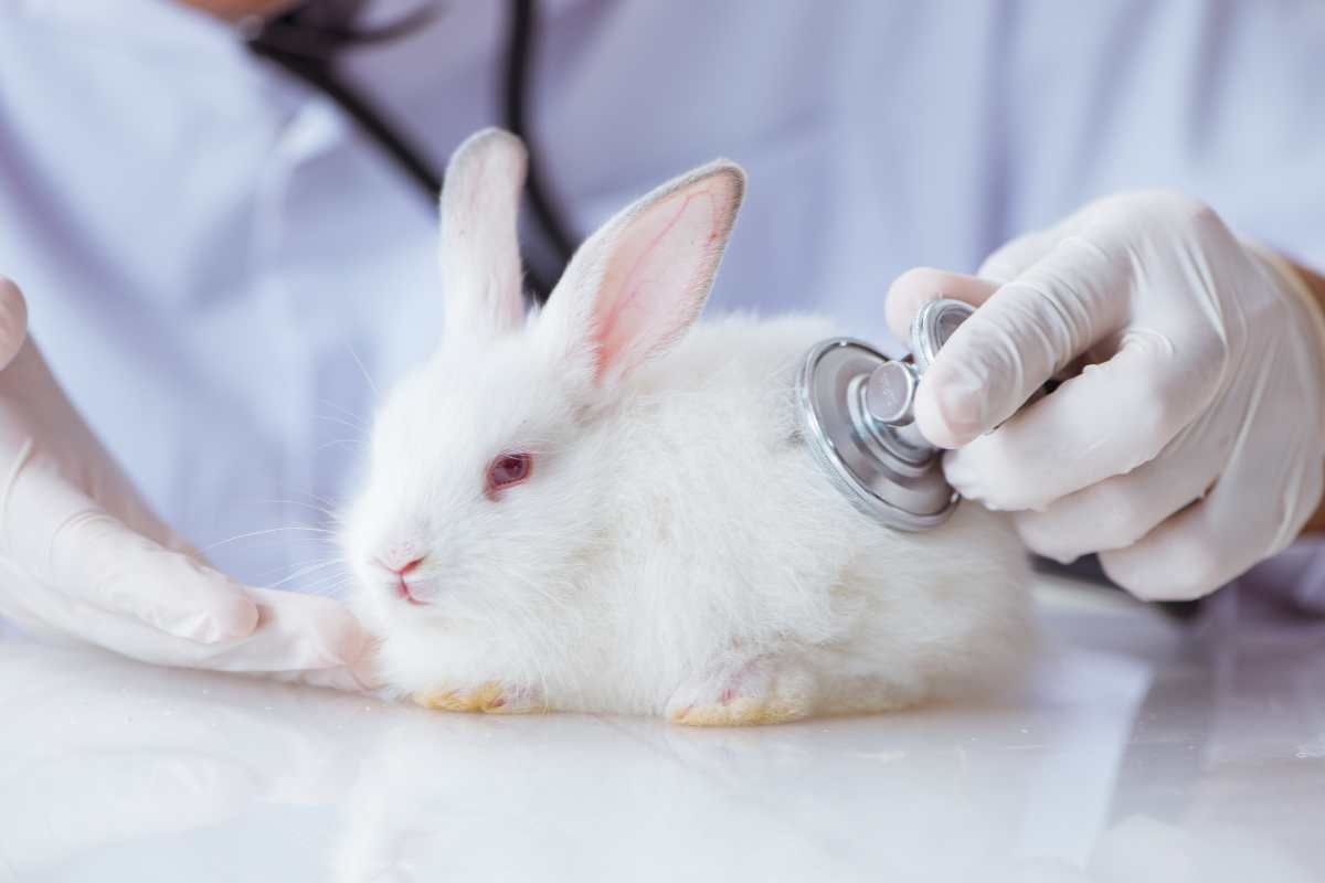 Why do Rabbits Sneeze and How to Help Them? – Urbaki Pets