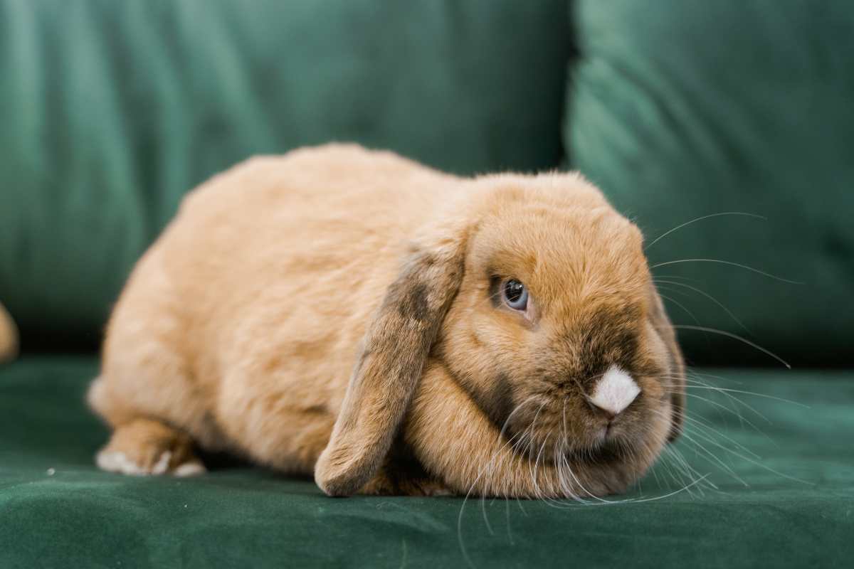 Why do Rabbits Sneeze and How to Help Them? – Urbaki Pets