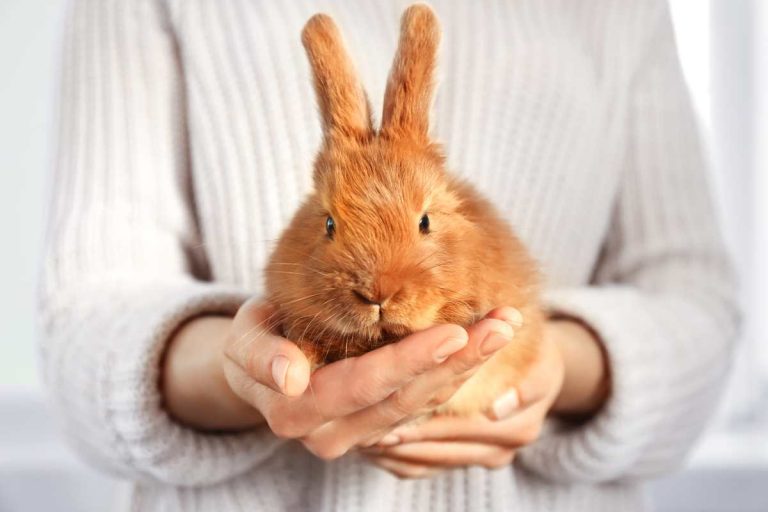 Why do Rabbits Sneeze and How to Help Them? – Urbaki Pets