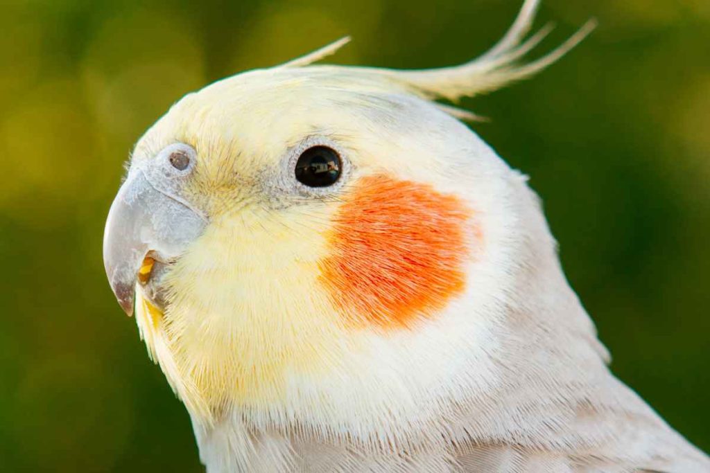 Wings of Wonders: Step-by-Step Guide to Training Your Bird to Play Dead ...