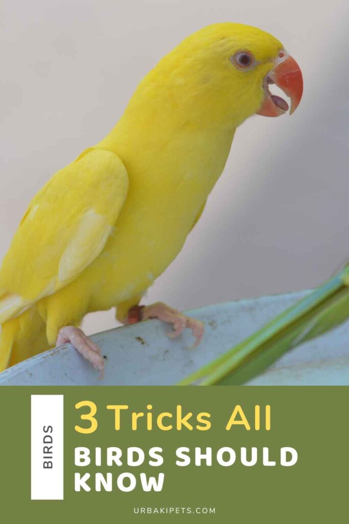 Tweet Your Way to Success: Three Tricks Every Bird Should Master ...