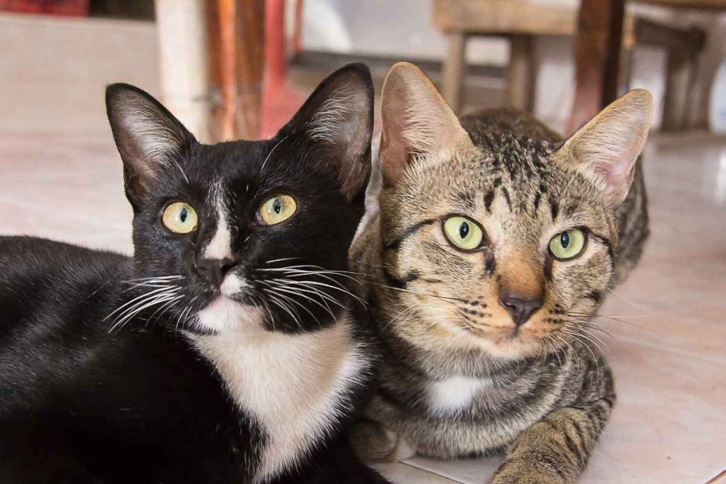 Cat Care 101: How to Take Care of a Cat! – Urbaki Pets