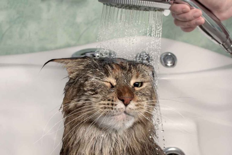 Cat Care 101: How to Take Care of a Cat! – Urbaki Pets