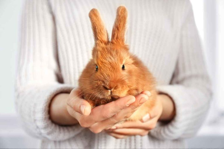 Rabbit Rhythms: Discover Fun Activities to Keep Your Bunny Busy ...