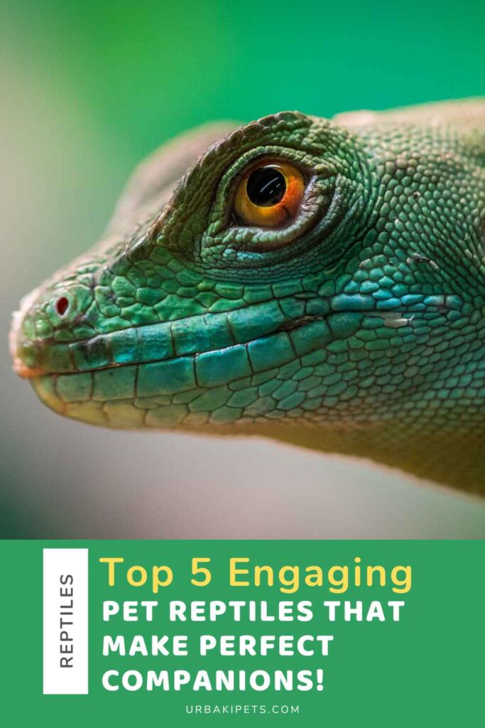 Discovering the Top 5 Engaging Pet Reptiles That Make Perfect ...