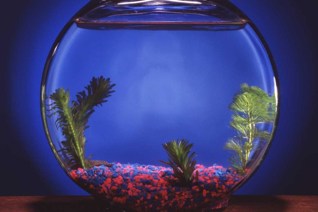 Bowl Fish Bliss: The Ultimate Guide to Caring for Your Fish in a Bowl ...