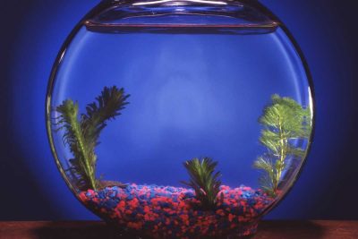 Bowl Fish Bliss: The Ultimate Guide to Caring for Your Fish in a Bowl ...