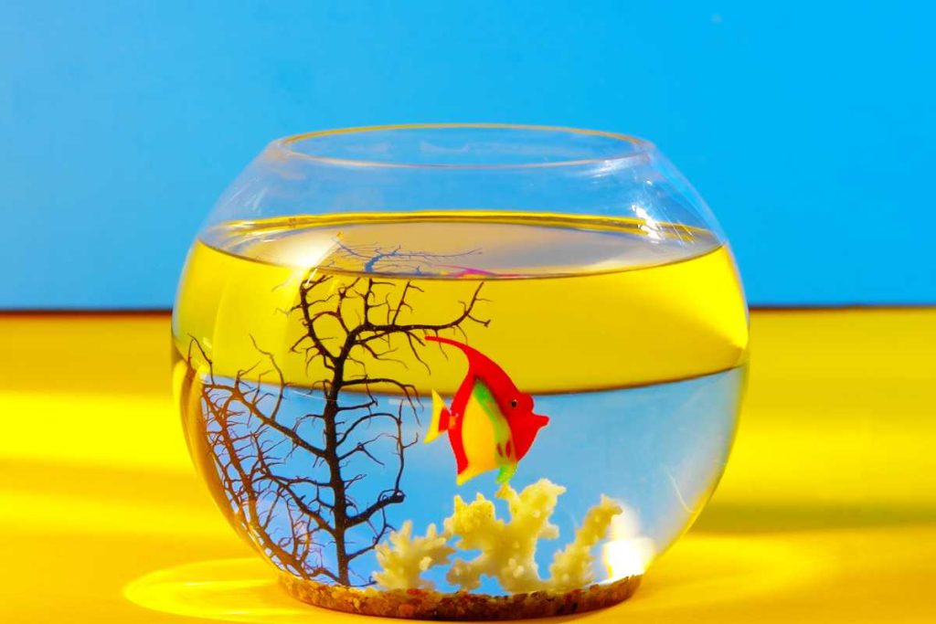Bowl Fish Bliss: The Ultimate Guide to Caring for Your Fish in a Bowl ...