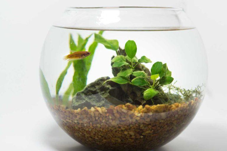 Bowl Fish Bliss: The Ultimate Guide to Caring for Your Fish in a Bowl ...