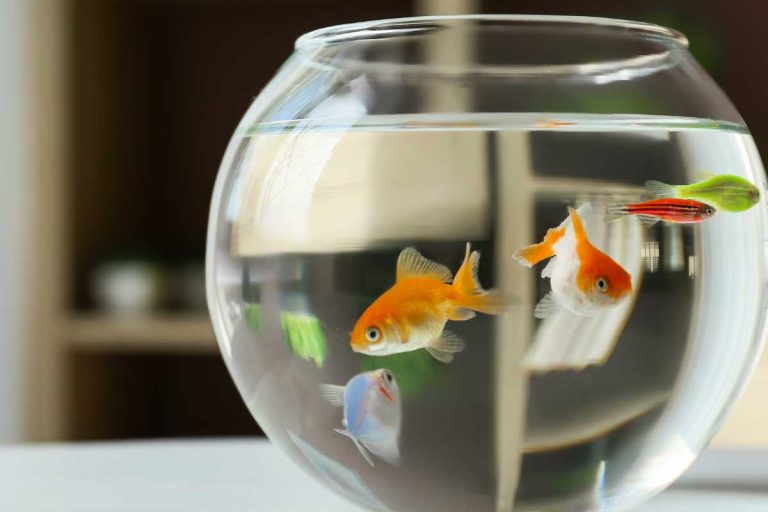 Bowl Fish Bliss: The Ultimate Guide to Caring for Your Fish in a Bowl ...