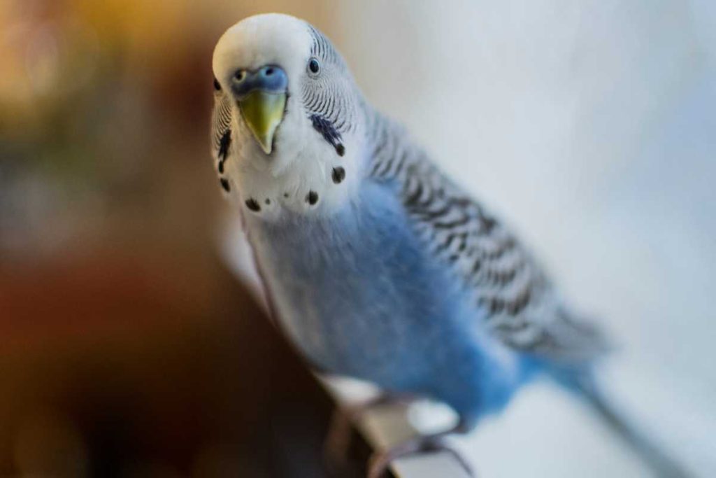 Budgie Hacks: 11 Tips and Tricks Every Budgie Owner Should Know ...