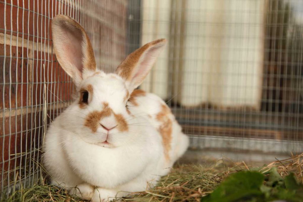 Bunny Basics: A Catchy Guide for First-Time Rabbit Owners – Urbaki Pets