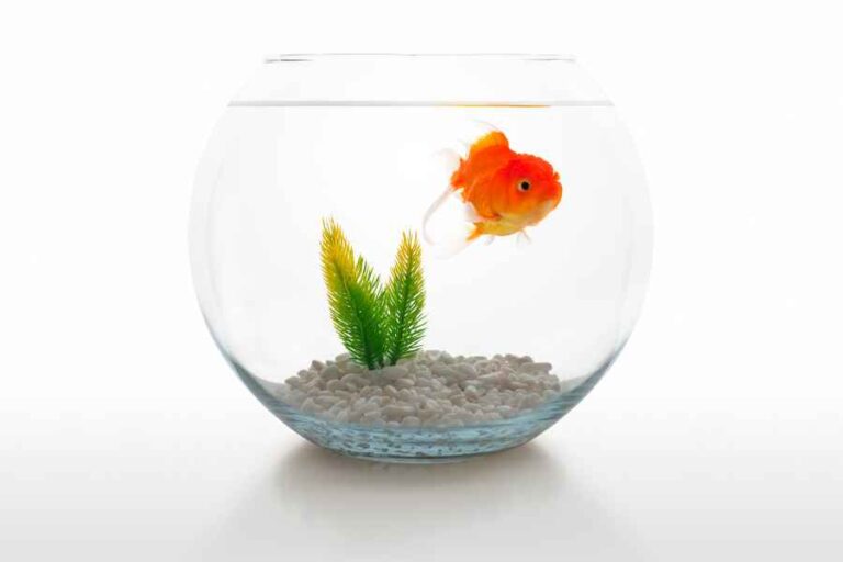 Bowl Fish Bliss: The Ultimate Guide to Caring for Your Fish in a Bowl ...
