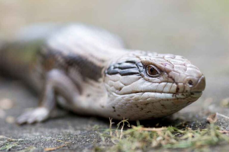 The 5 EASIEST Reptiles ANYONE Can Care For! – Urbaki Pets