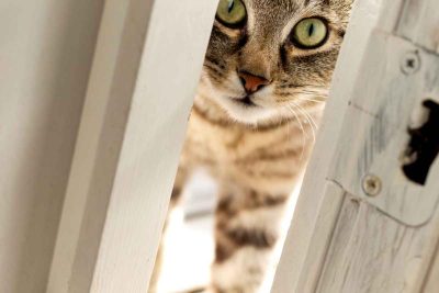 Decoding Your Feline Friend: A Guide to Understanding Your Cat’s ...